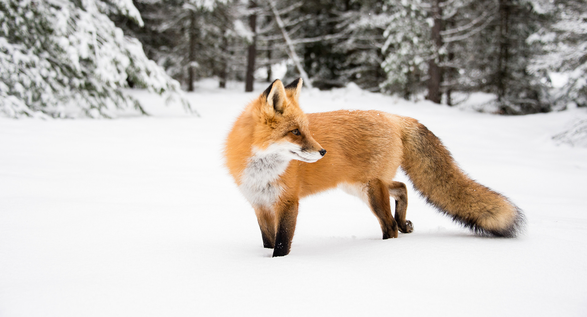 The Fox 45 Interesting Facts - List of Facts