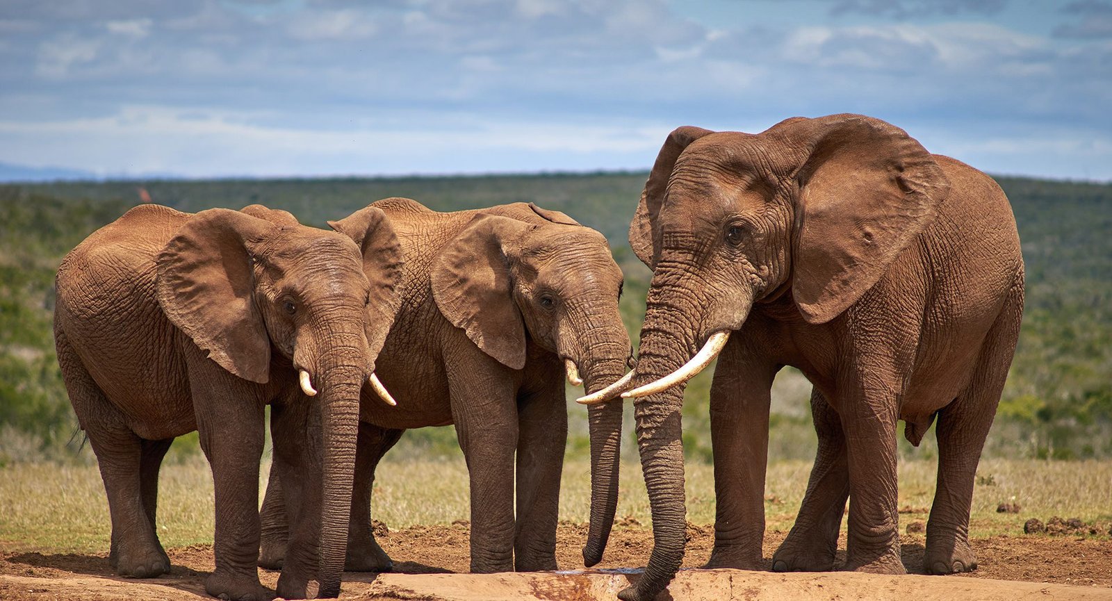 Elephant Facts: 35 Amazing Facts About the World’s Largest Land Animal ...