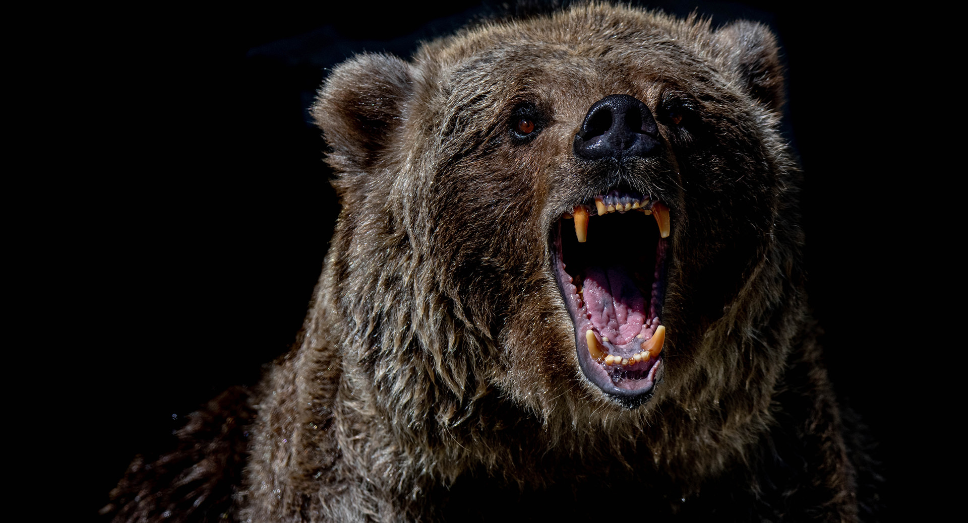 50 Amazing Facts About Bears - List of Facts
