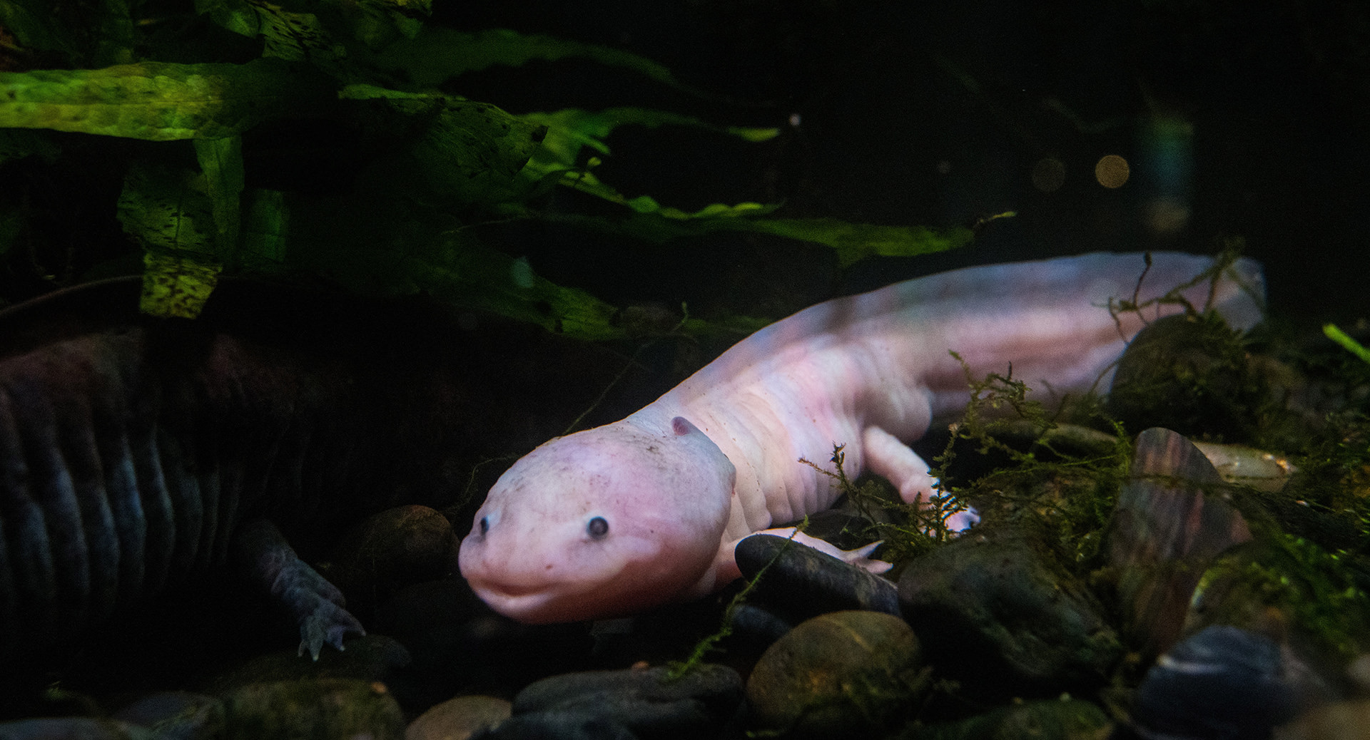 Astonishing Axolotls Facts That Will Ignite Your Curiosity and Awe ...