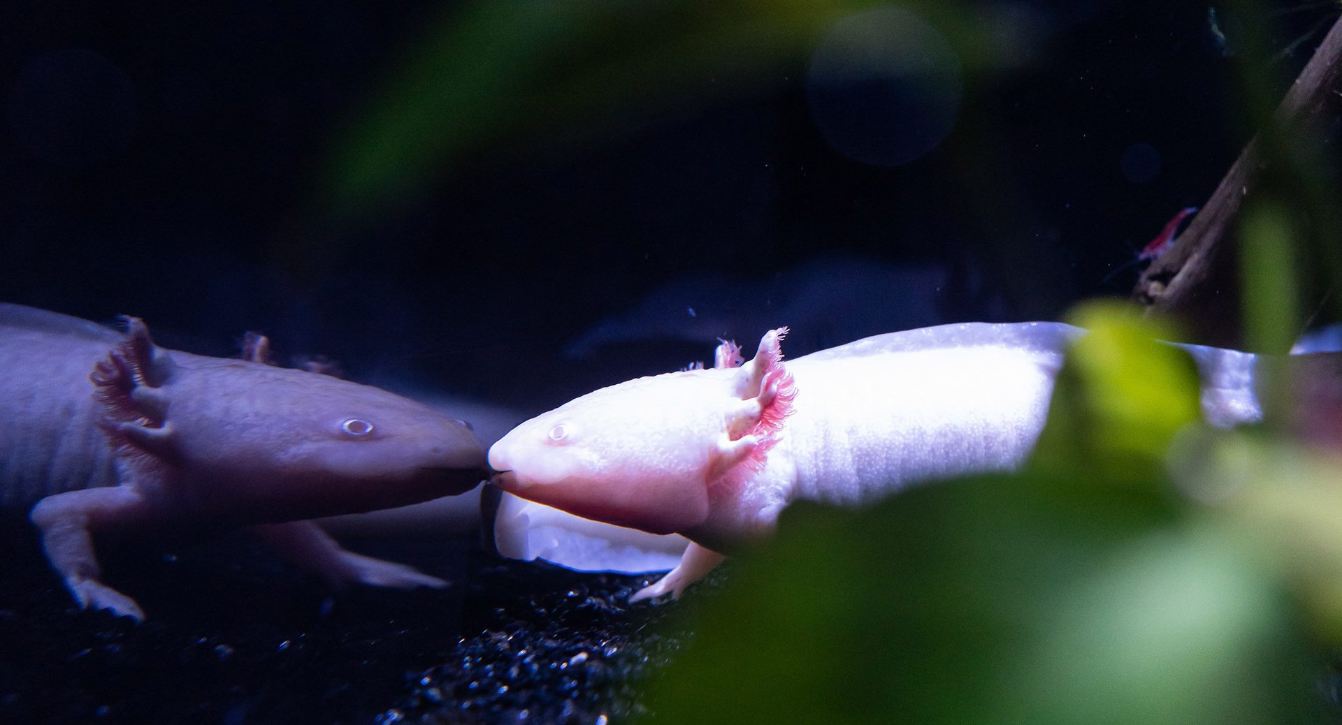 Astonishing Axolotls Facts That Will Ignite Your Curiosity and Awe ...