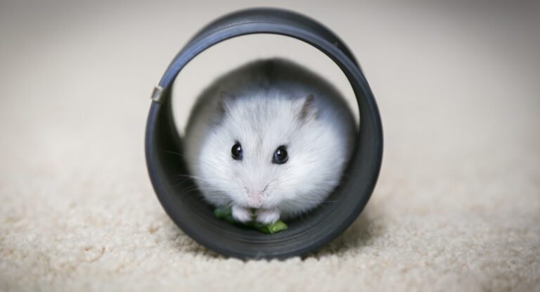 Hamster Facts: 20 Fascinating Facts About These Adorable Pocket Pets ...