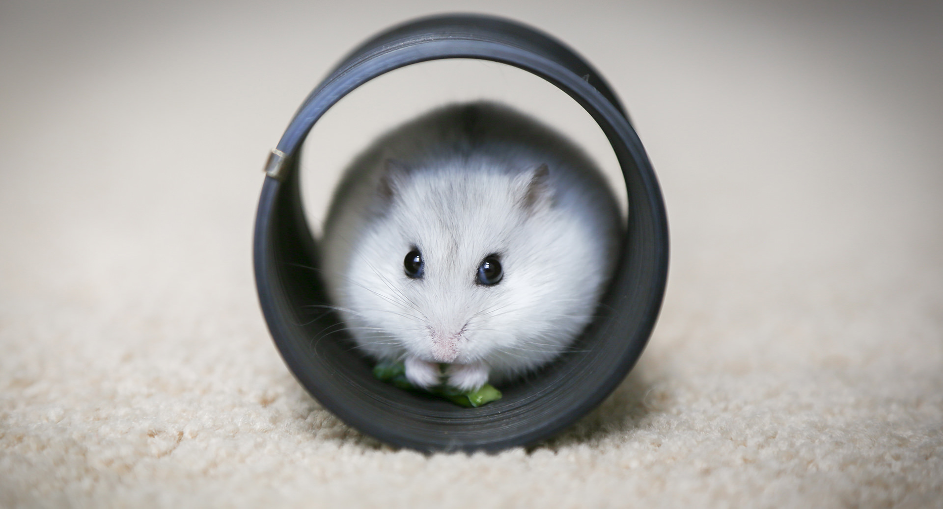 Unlocking the Cuteness And 20 Fun Facts About Hamsters! - List of Facts
