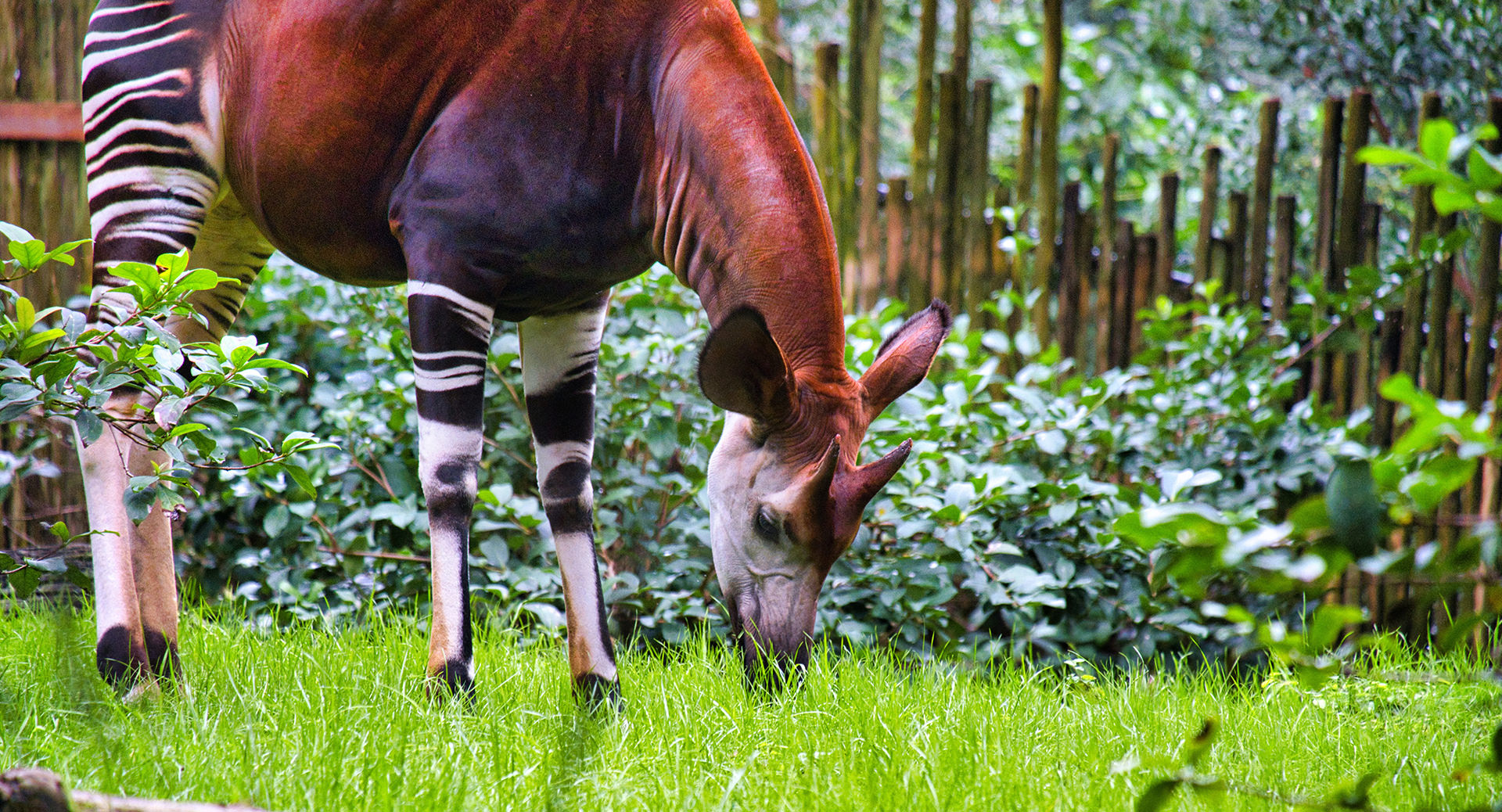 10 Amazing Facts About Okapi